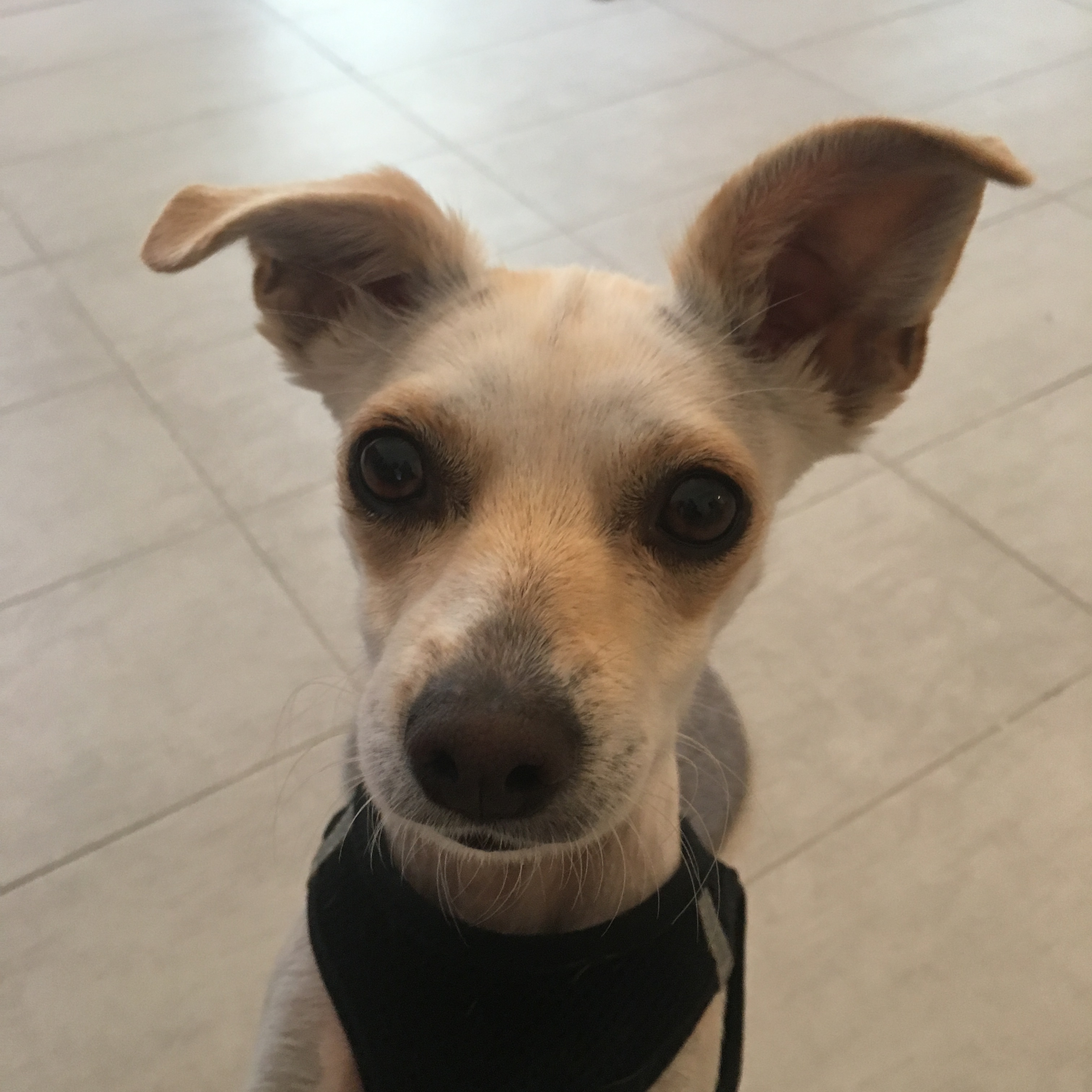 Austrian Design: Lisa Losch / Lindenblut | Ich kauf nix!